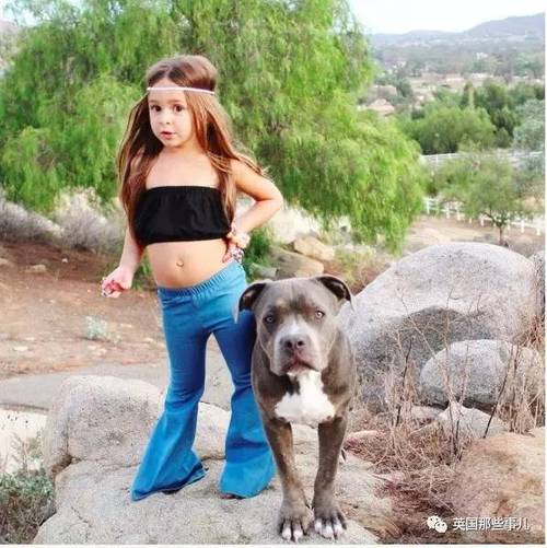 重口比特犬特征