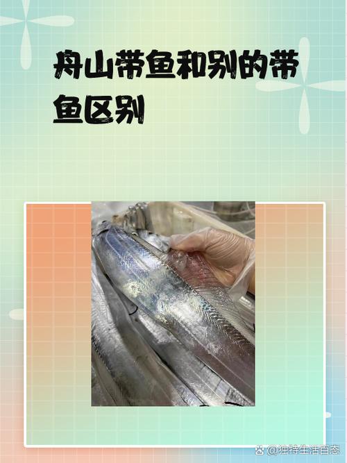 长得扁的宽的鱼和带鱼一样长
