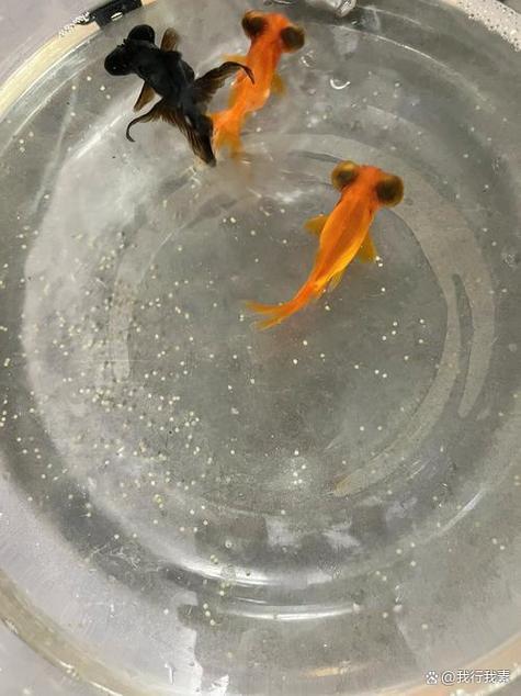 小鱼鱼鳞掉了还能长出来吗截图