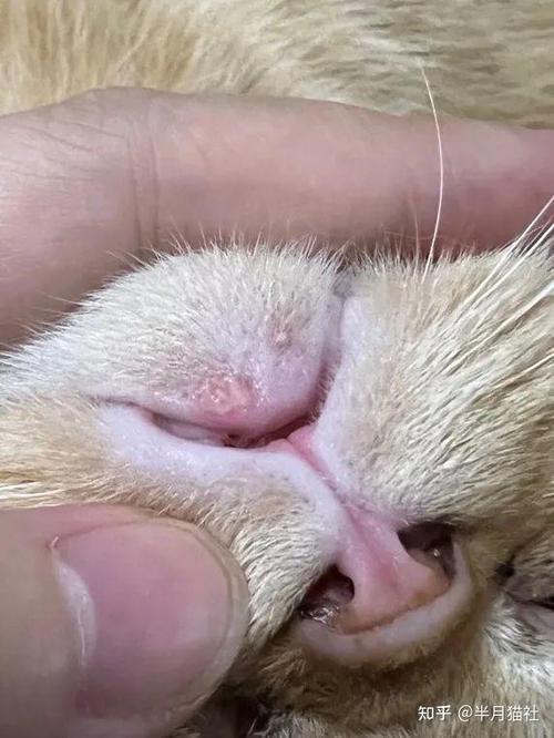 猫咪上火表现图标