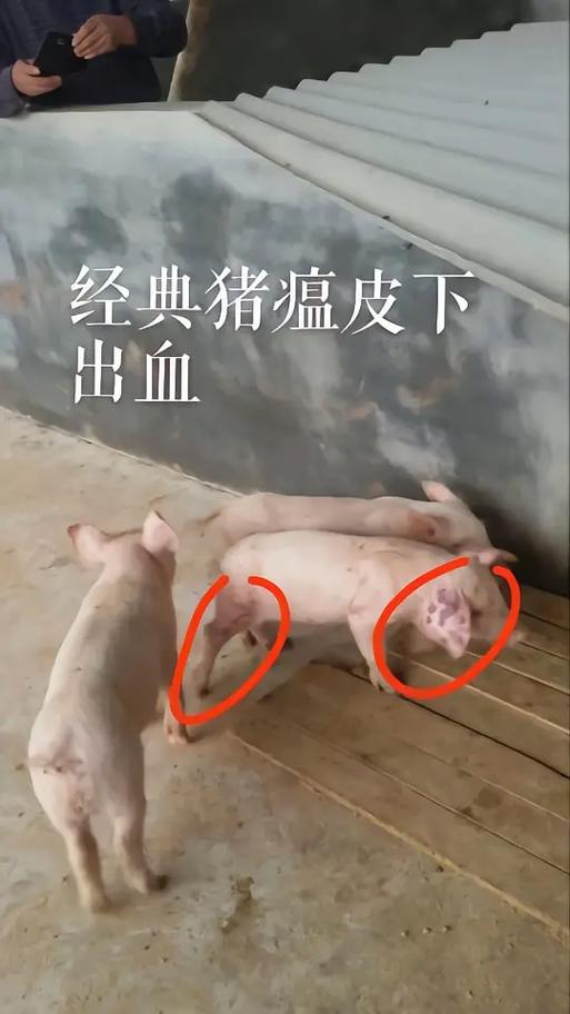 猪瘟的症状和治疗方法图标