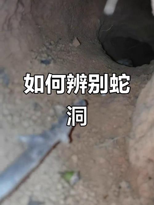 蛇穴韩漫画免费观看下拉式