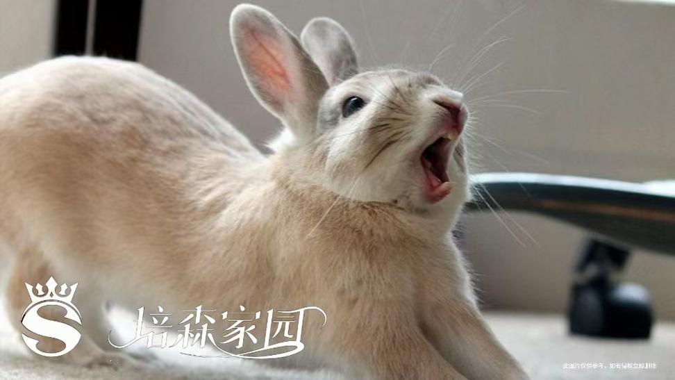 养兔子是福还是祸缩略图