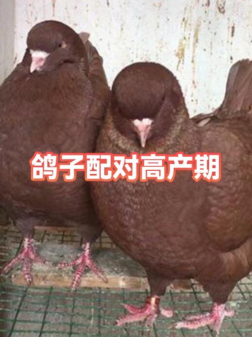 4个月公鸽子能配对吗图标