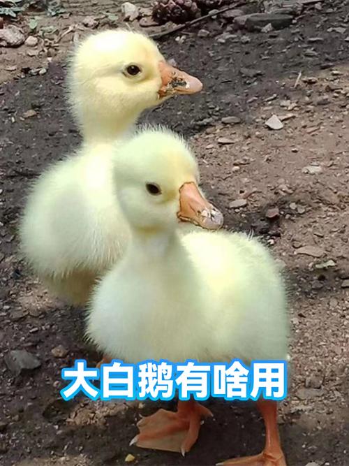 鹅鸭杀哨兵是什么动物图标