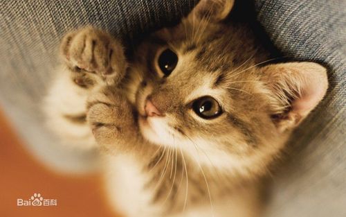 猫图片百度图片图标