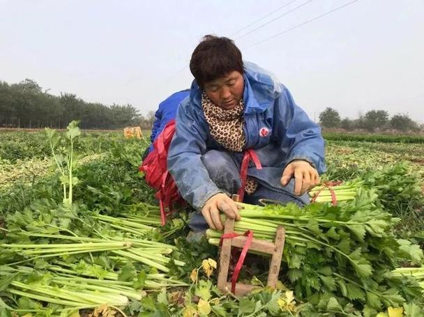 种菜卖菜赚钱吗