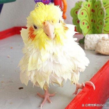 玄凤鹦鹉怎么训练游戏截图