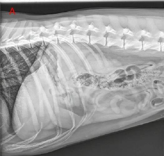 Zoology和Dog截图
