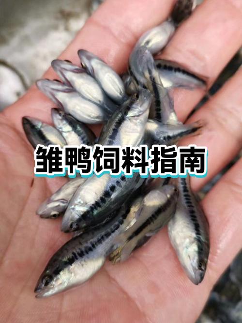 鸭一天喂几次食比较好图标