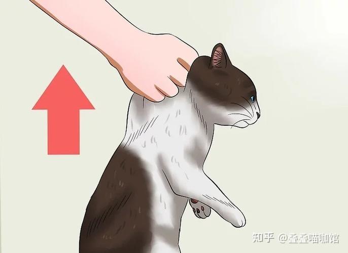 把猫抓到最简单方法图标