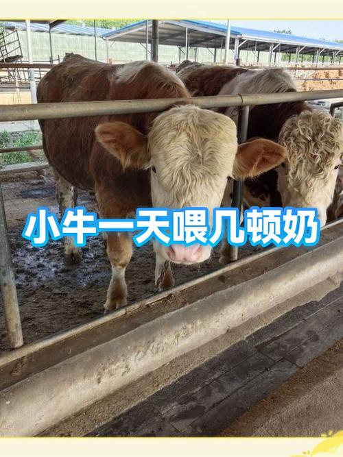 一个月的小牛喂多少水图标