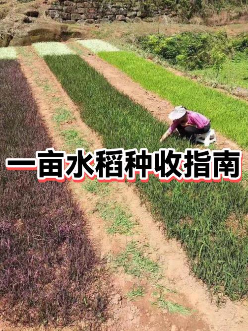 一亩水稻能挣多少钱图标
