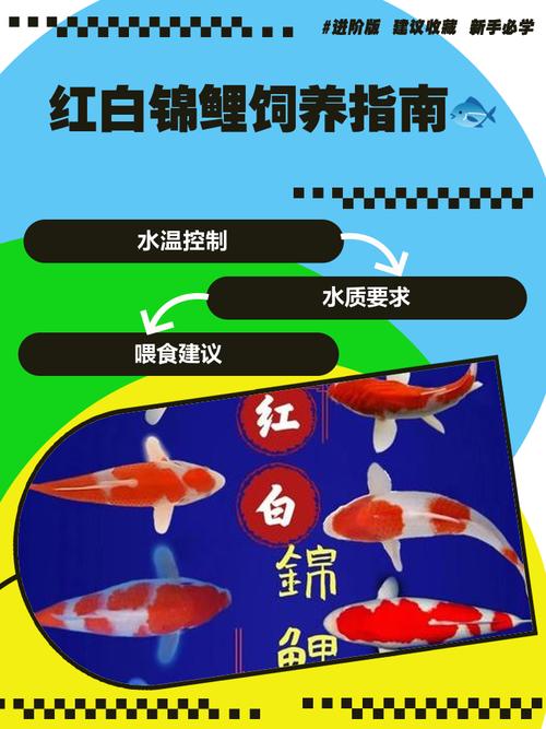 红鱼多久喂一次食截图