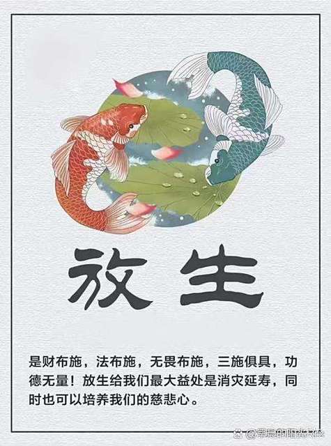 放生金鱼带来的福报截图
