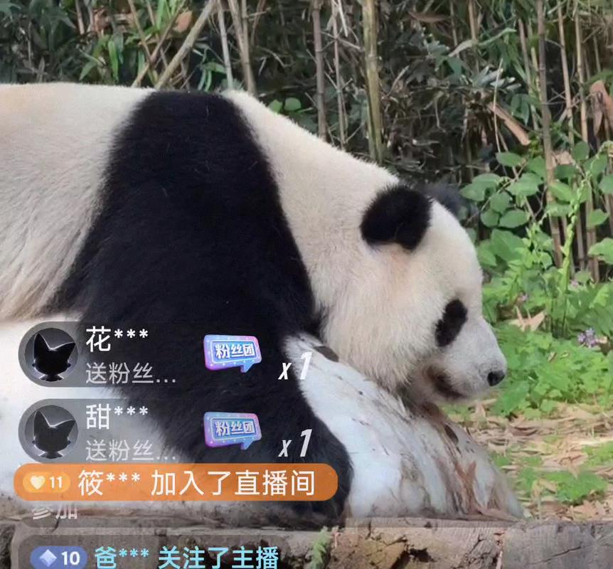 熊猫直播主播图标