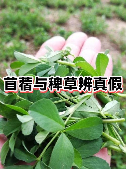什么是苜蓿草图标