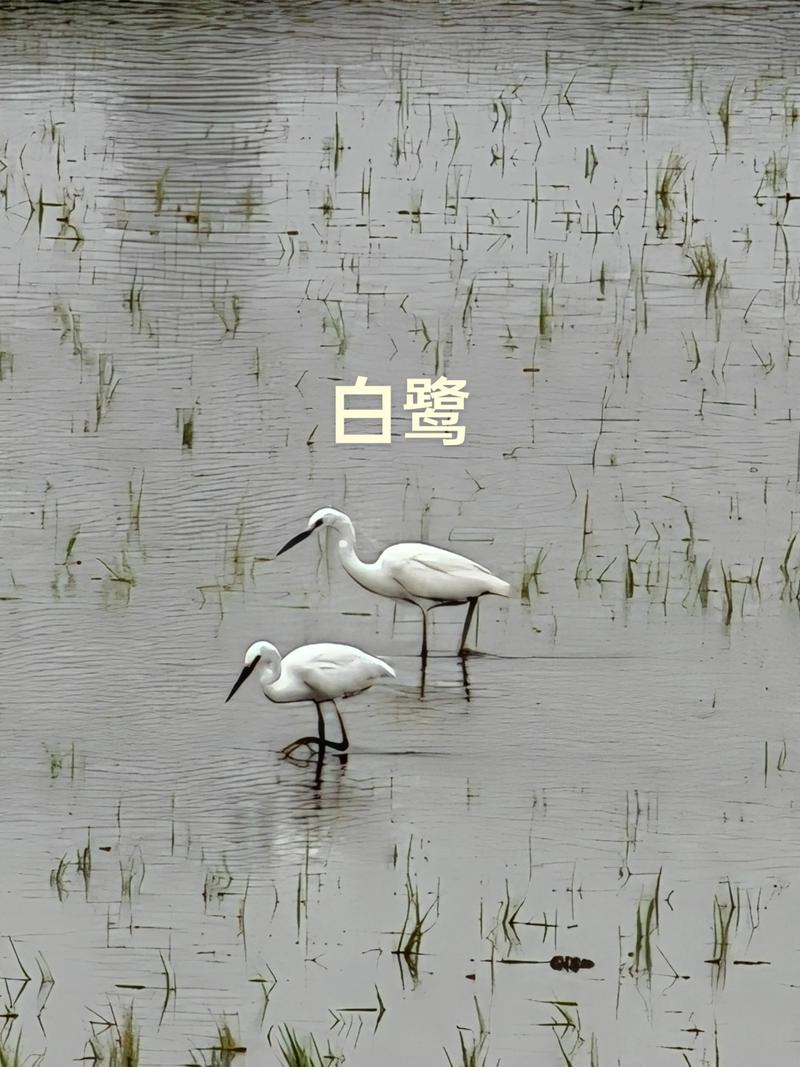 白鹭飞行图标