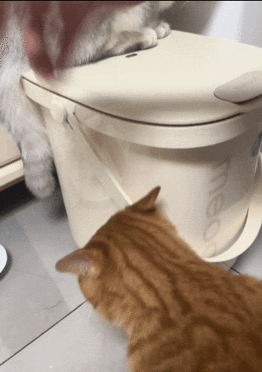 怎么让自己猫踩自己图标