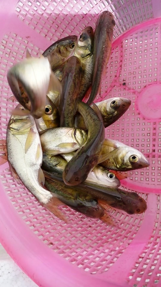 胖头鱼还叫什么