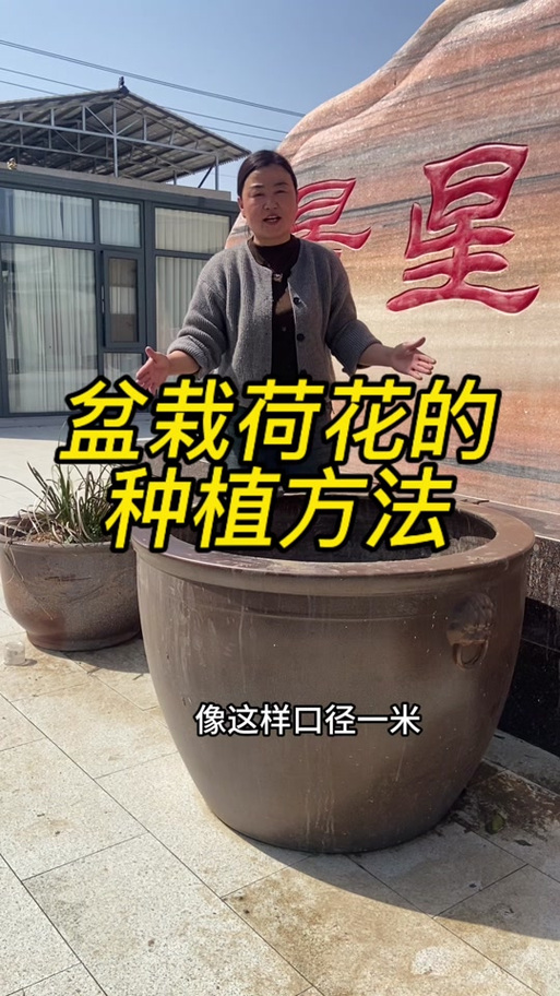 怎样在水缸里栽种荷花图标