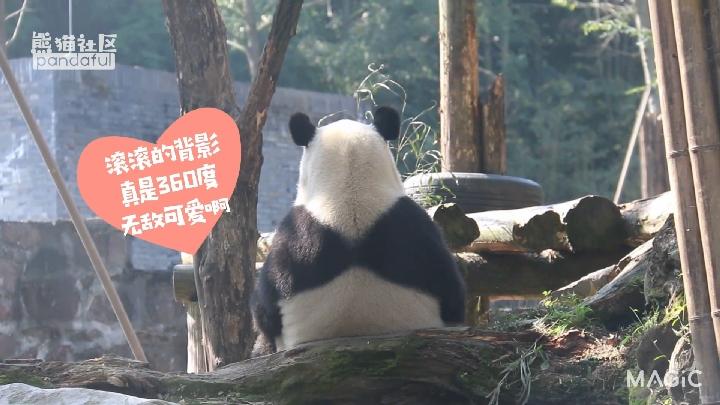 熊猫社区1·11图标