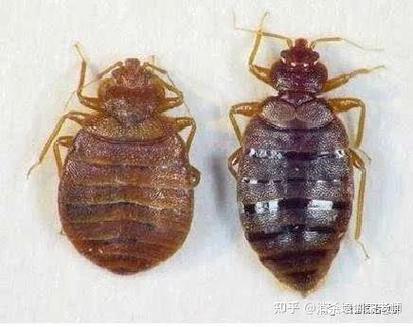 除臭虫最简单的方法图标
