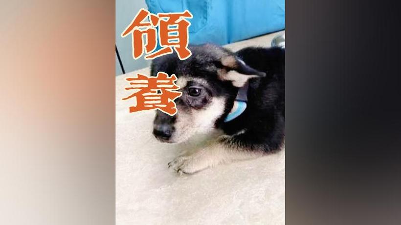 免费领取小狗截图