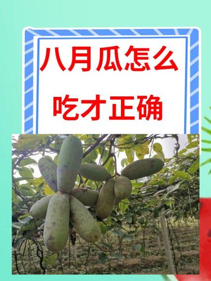 刷瓜教程截图