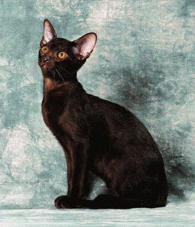 黑色埃及猫图标