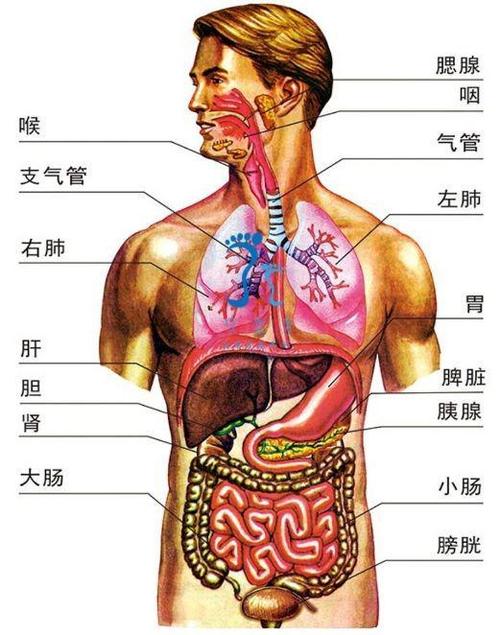 人体五脏六腑分布图图标