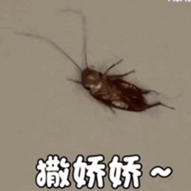蟑螂表情包gif图标