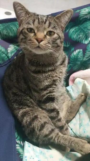省钱猫是真的吗图标