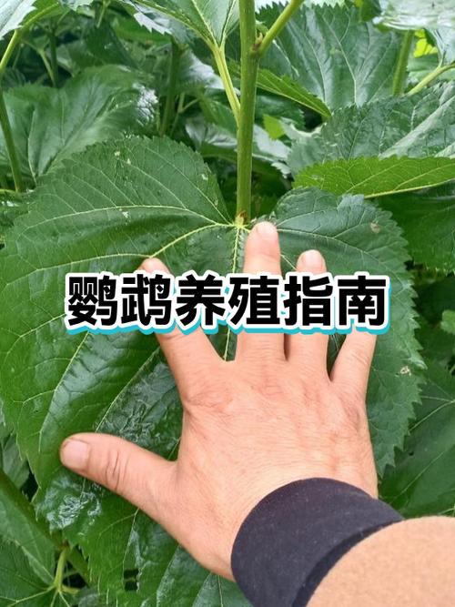 虎皮鹦鹉养几只最好图标