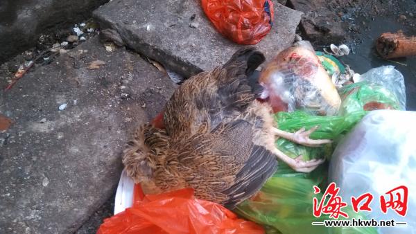死人用的鸡能吃吗图标
