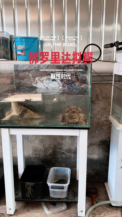 驯服乌龟的步骤图标