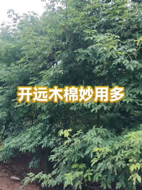 木棉枕头被国家禁止了吗