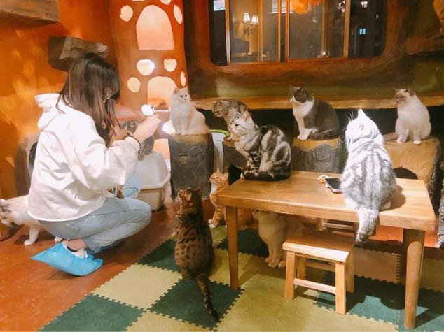 约会在猫咖图标