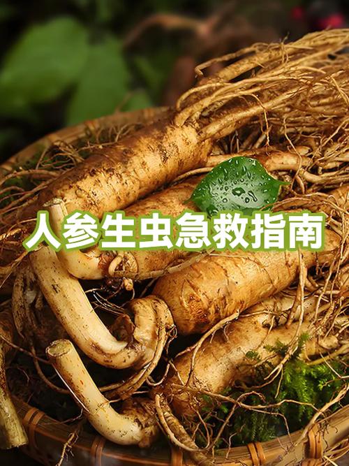 长了虫子的中药如何处理图标