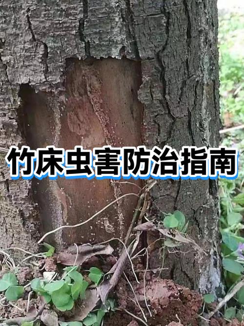 竹床长虫子用什么办法去掉虫子截图