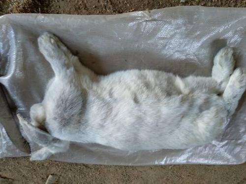 成年兔子突然死亡图标