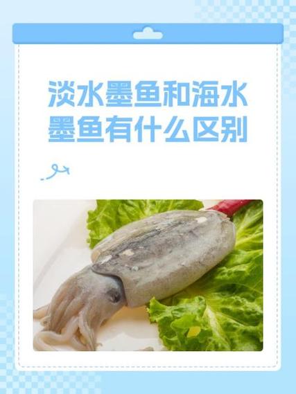 墨鱼仔和墨鱼的区别图标