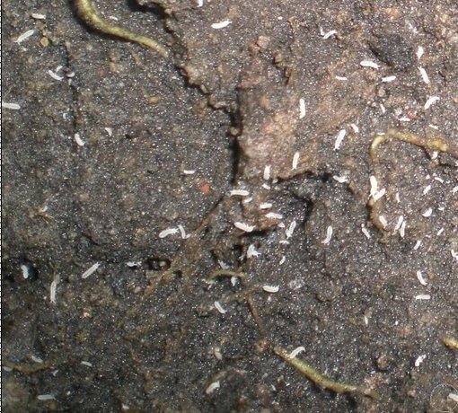土壤里有小白虫像虱子一样截图