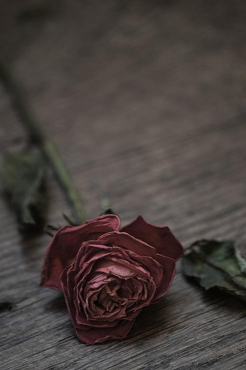玫瑰花枯萎视频