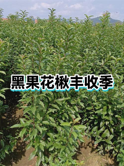 黑果花楸果实收购价格表