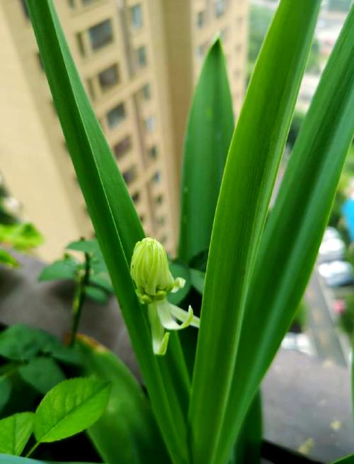 我的花园伯利恒之星怎么获得截图