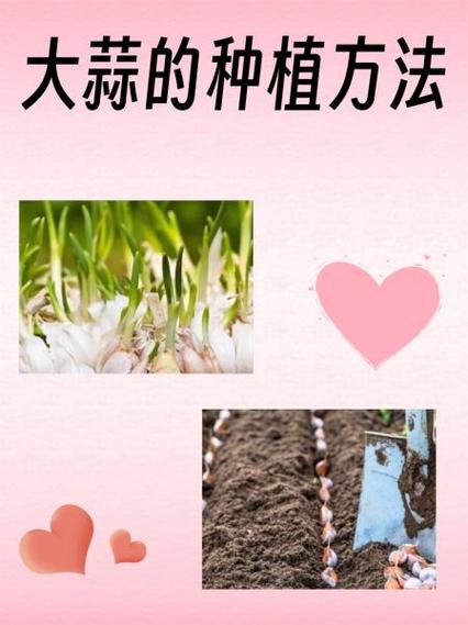 大蒜怎么种截图