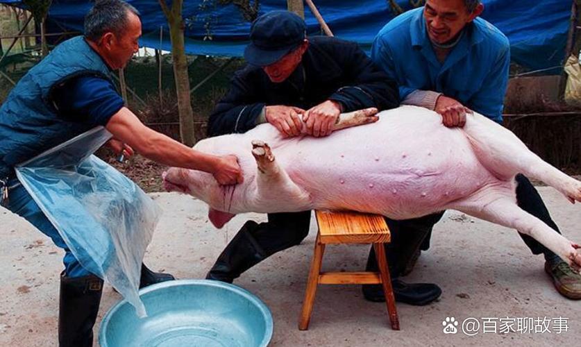 私人屠宰场一人宰猪视频图标