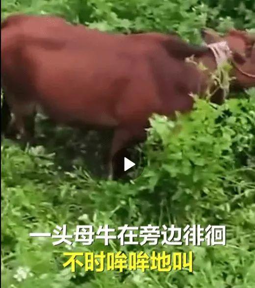 小牛喂大蛇图标
