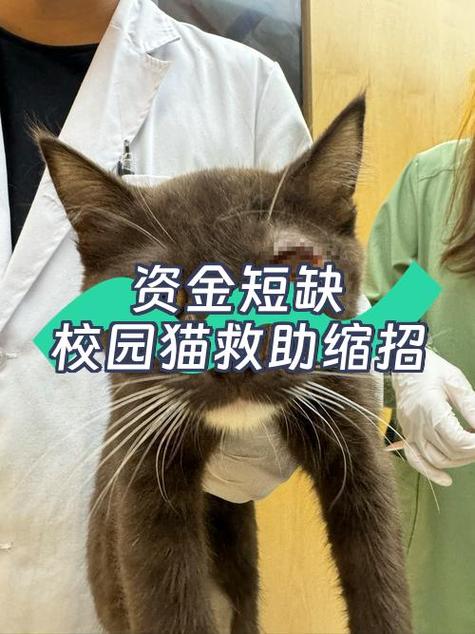 宠物救助筹款平台截图